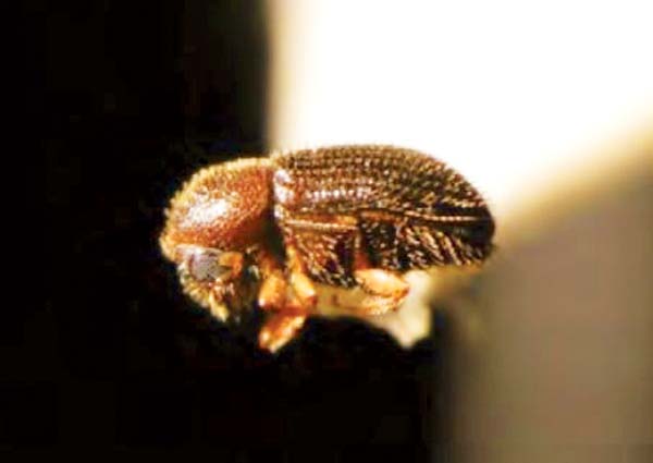 Farmers losing coffee hopeful for new solution | News, Sports, Jobs ...